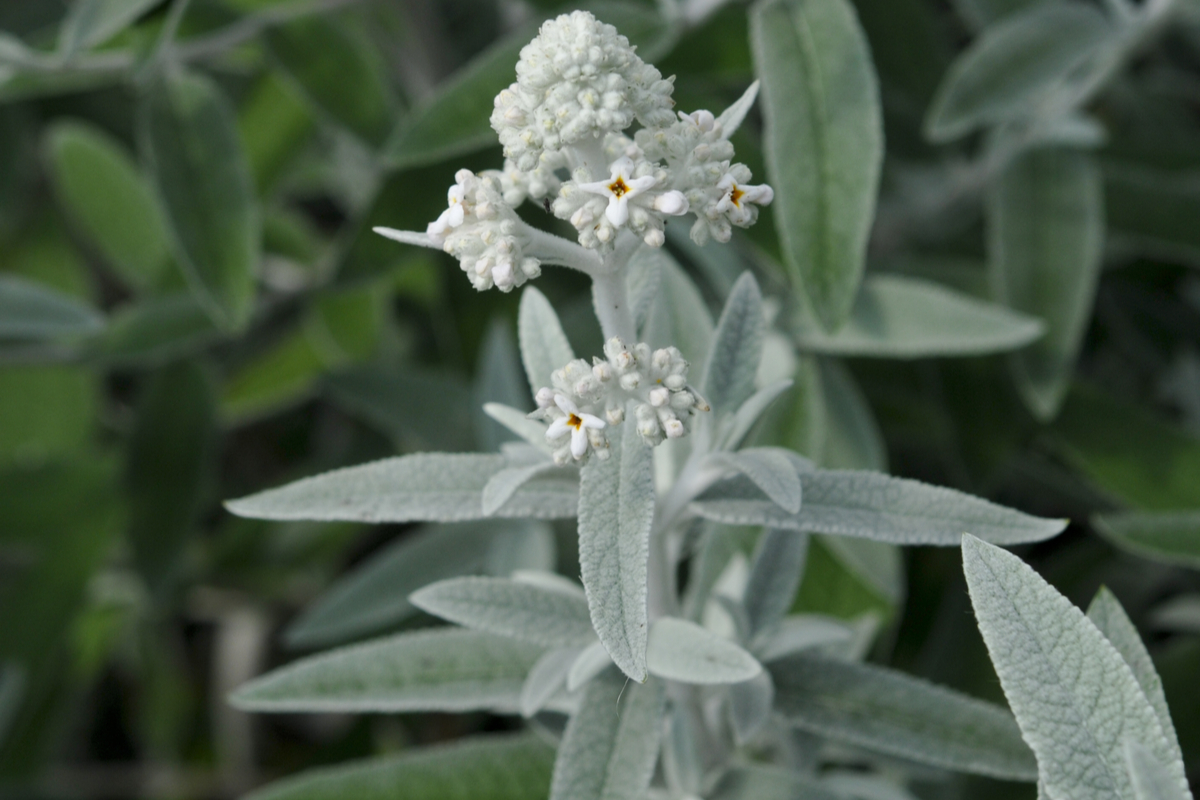 Silver Flowers: Unique Varieties to Add Elegance to Your Garden