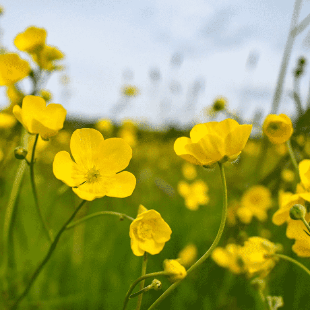 Irish Plants | Native Varieties, Characteristics & Care