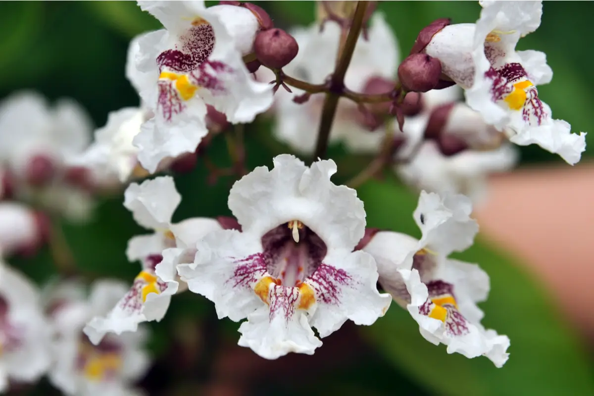 Catawba Trees: Characteristics and Growing Tips