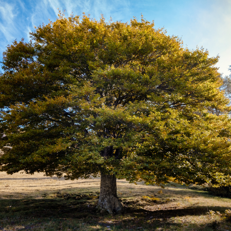 Trees That Start with U | Explore Varieties & Characteristics