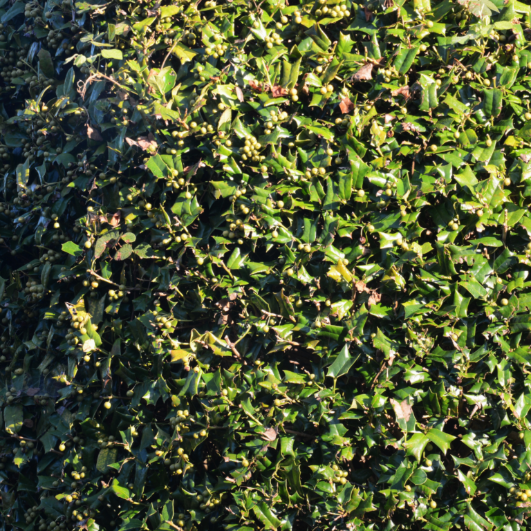 Types of Holly | Varieties, Characteristics & Growing Tips