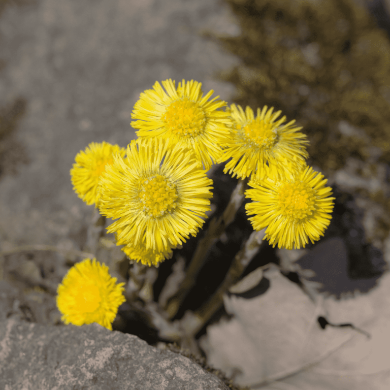 Irish Plants | Native Varieties, Characteristics & Care