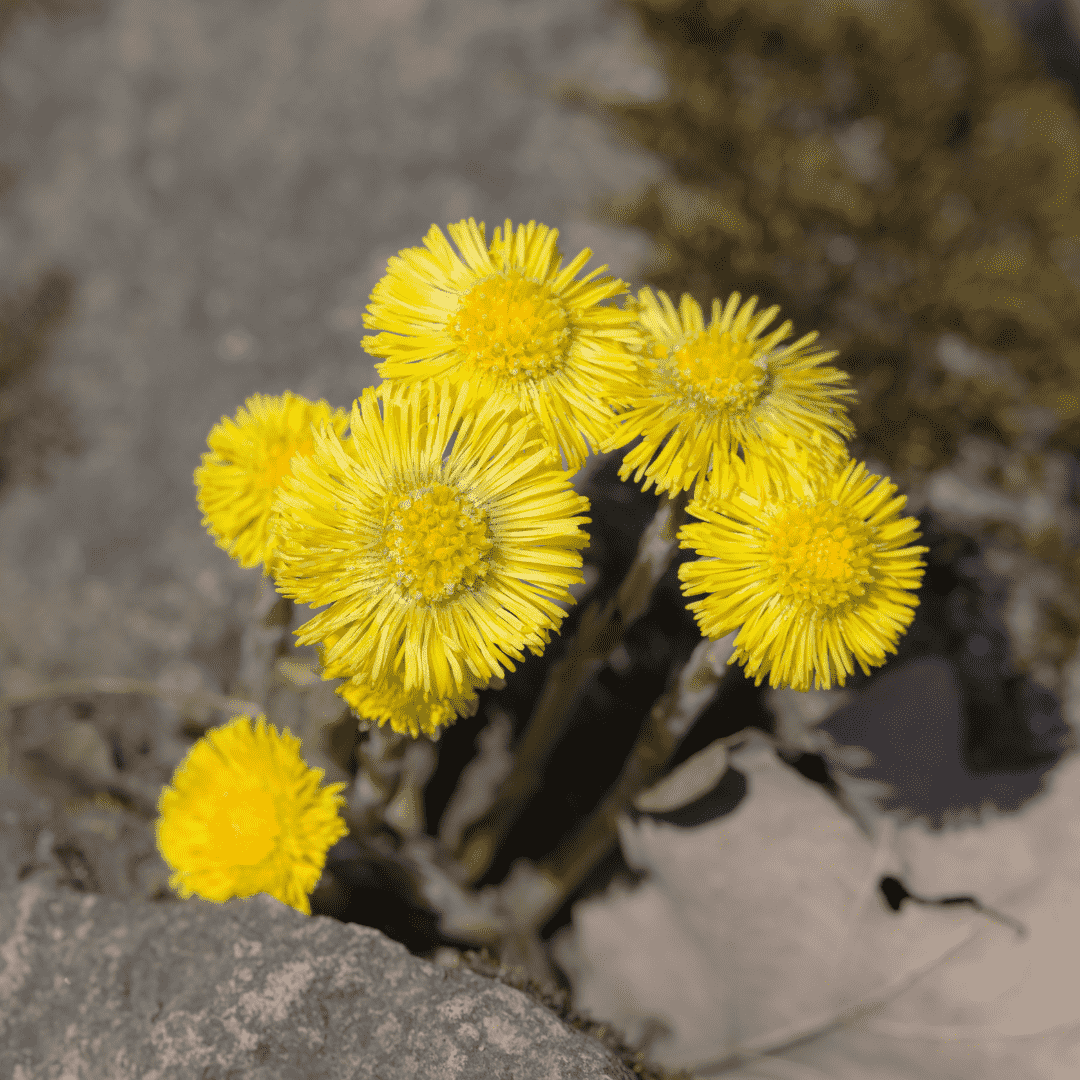 Irish Plants | Native Varieties, Characteristics & Care