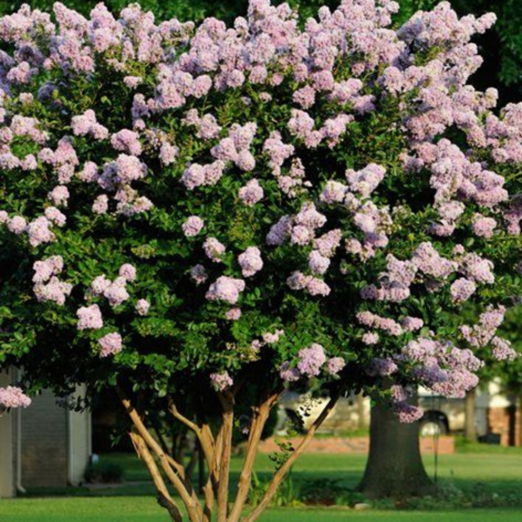 White Flowering Trees: Discover the Best Varieties