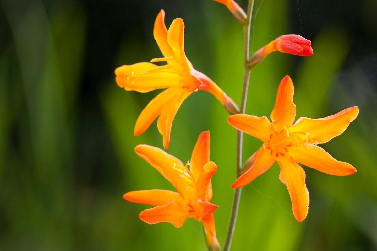 Burnt Orange Flowers: Vibrant Blooms for Your Garden
