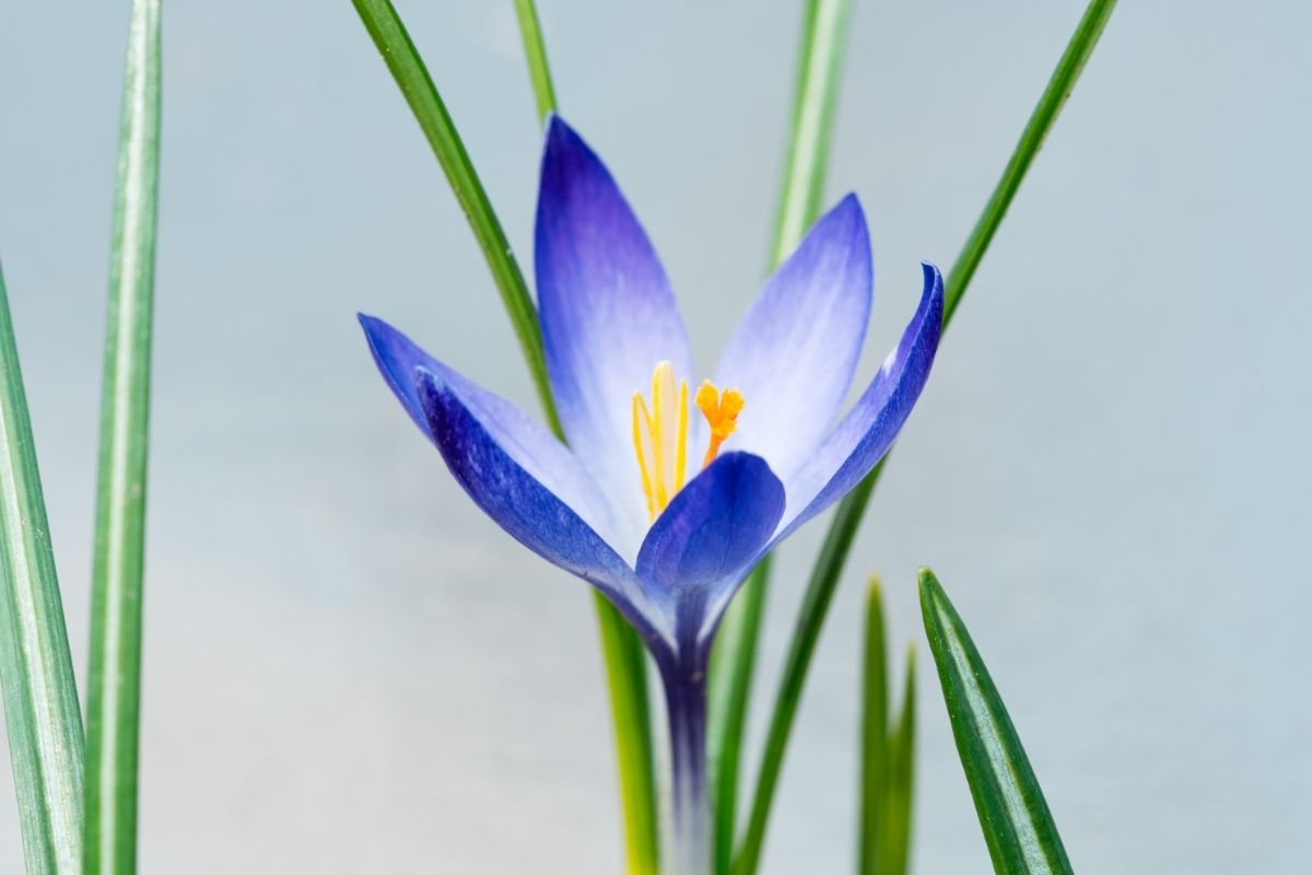 Saffron Flowers: Growing Tips And Harvesting Guide