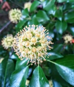 Ivory Plants | Varieties, Characteristics & Care Tips