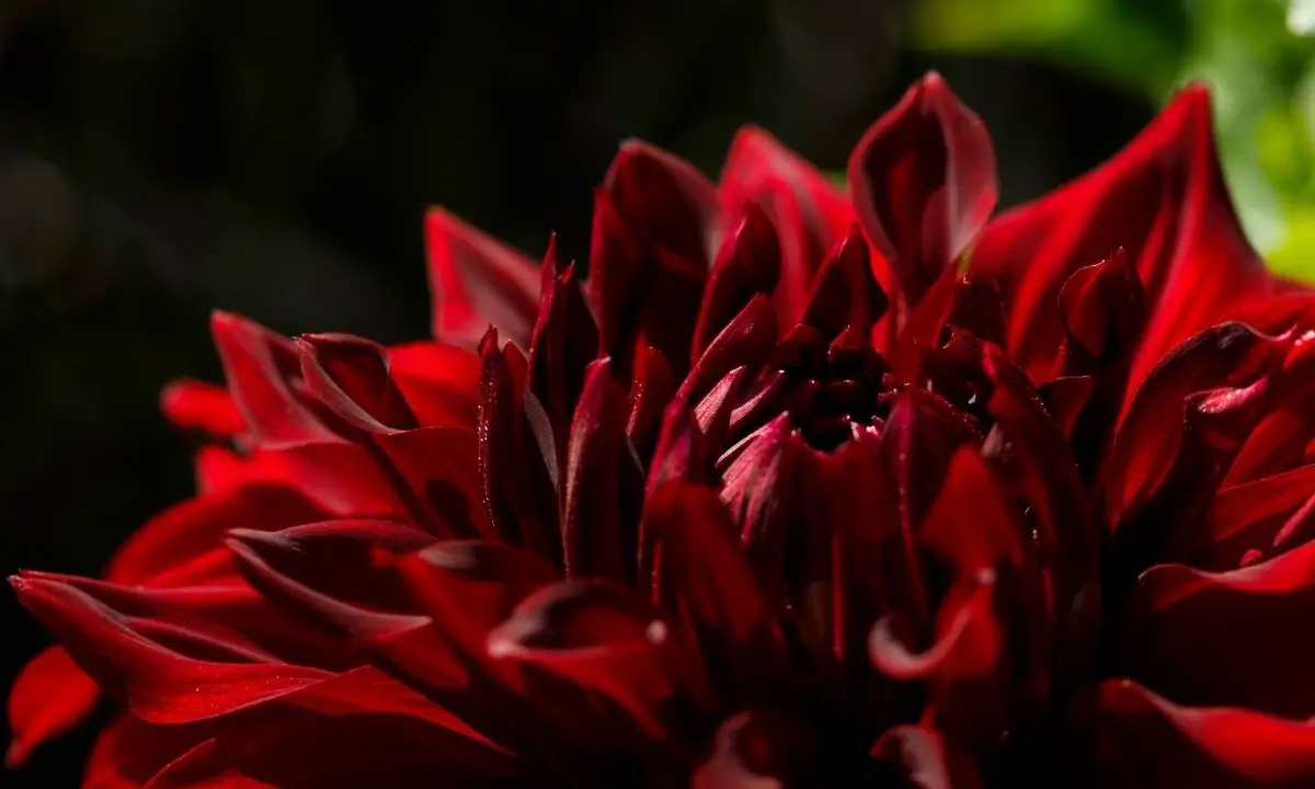 Dark Red Flowers: Top Varieties For Stunning Gardens
