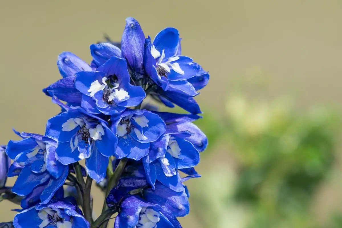 Types of Delphiniums: Majestic Perennials for Your Garden"