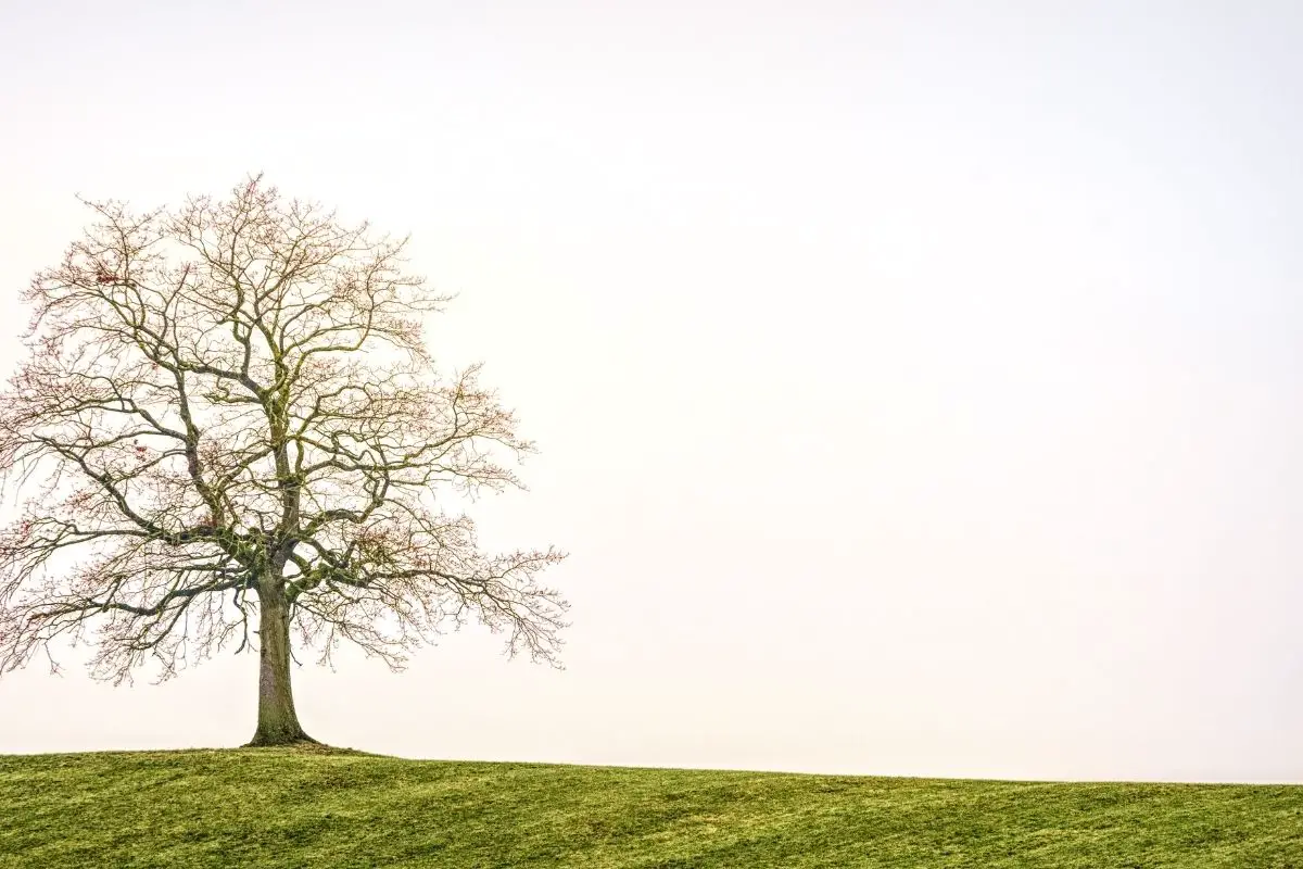 Types Of Egyptian Trees I The Ultimate Guide