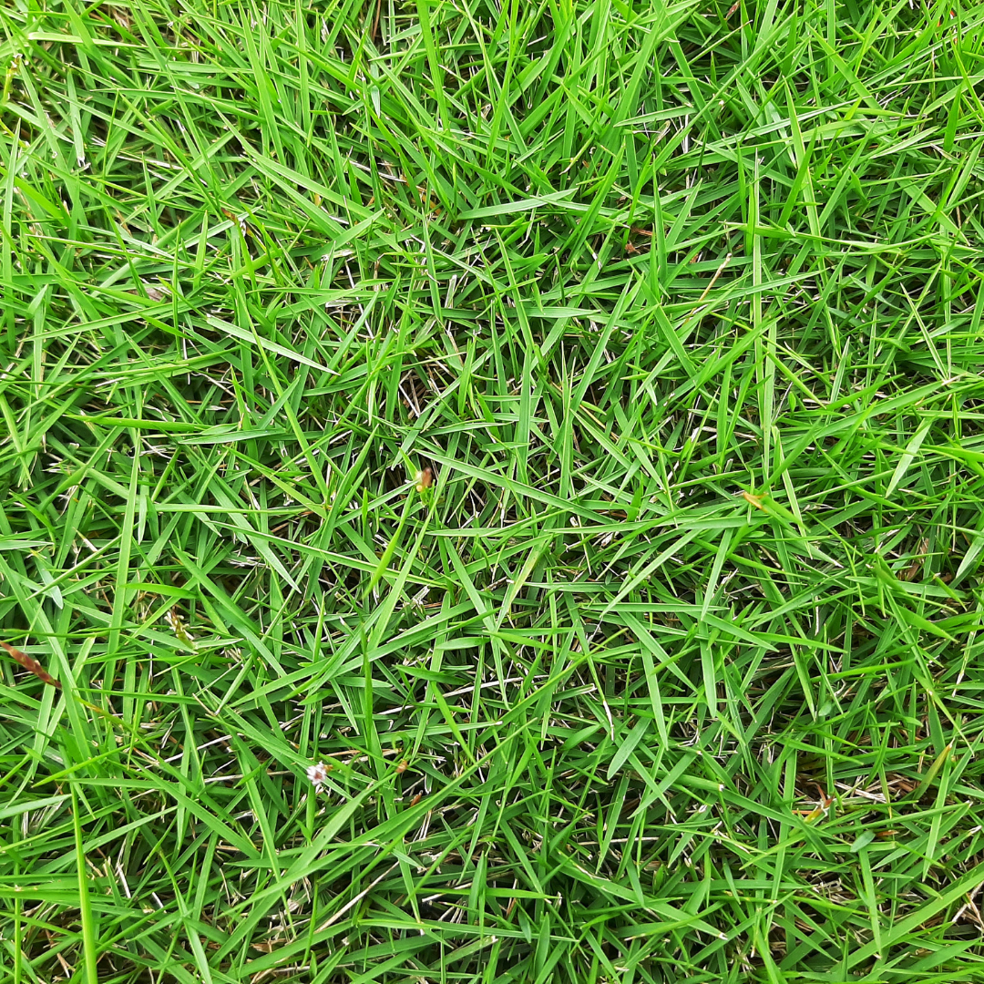 Popular Zoysia Grass Types | Varieties, Characteristics & Care Tips