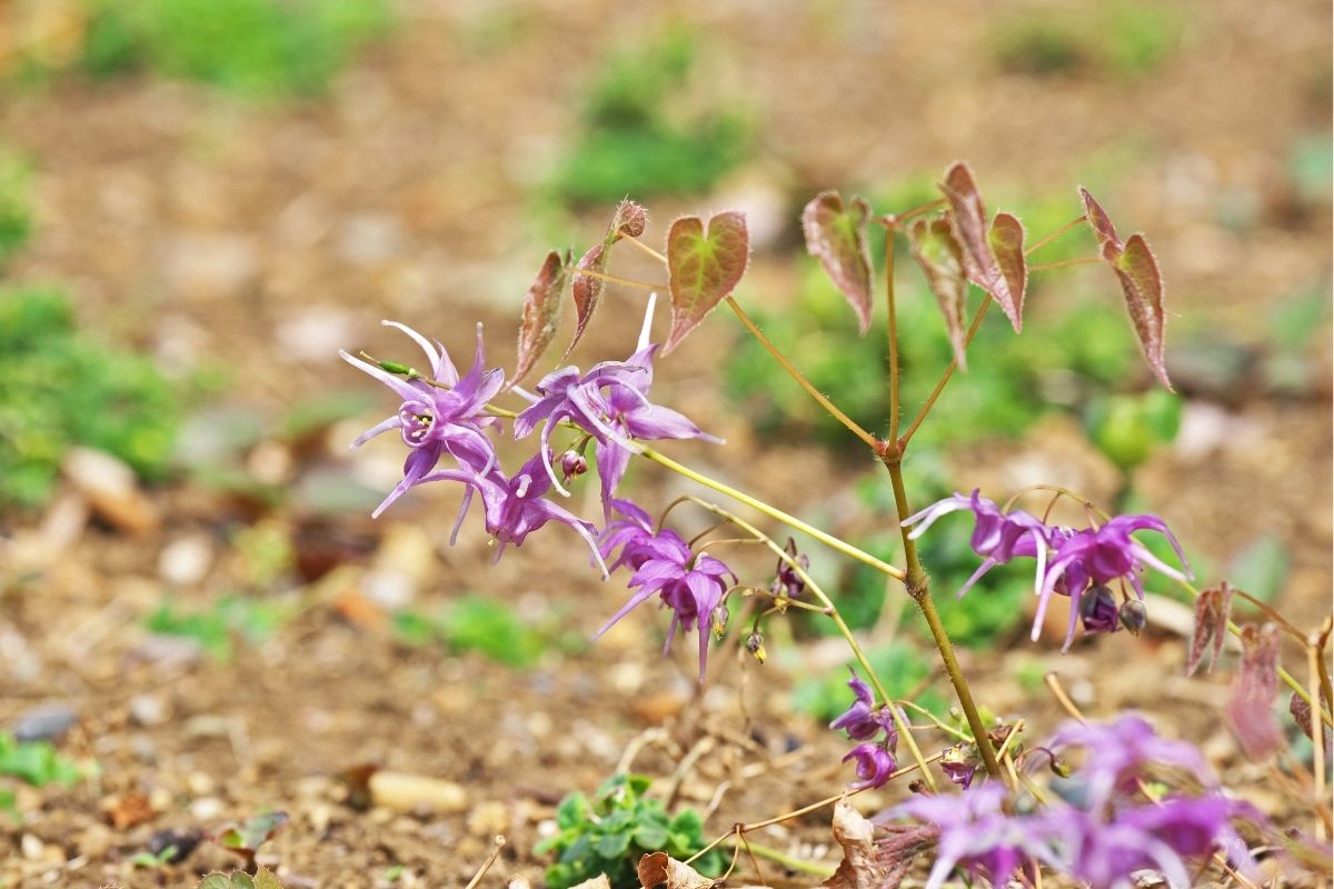 Plants That Start with E | Explore Varieties & Characteristics