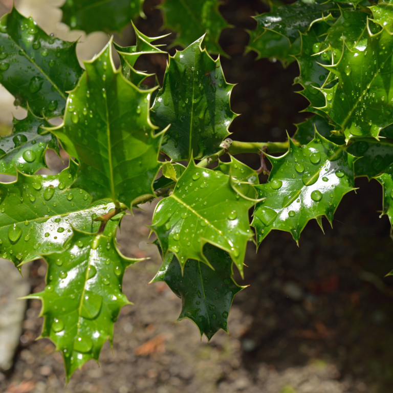 Types of Holly | Varieties, Characteristics & Growing Tips