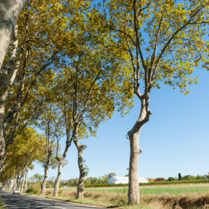 Types Of French Trees: Exploring Native Varieties