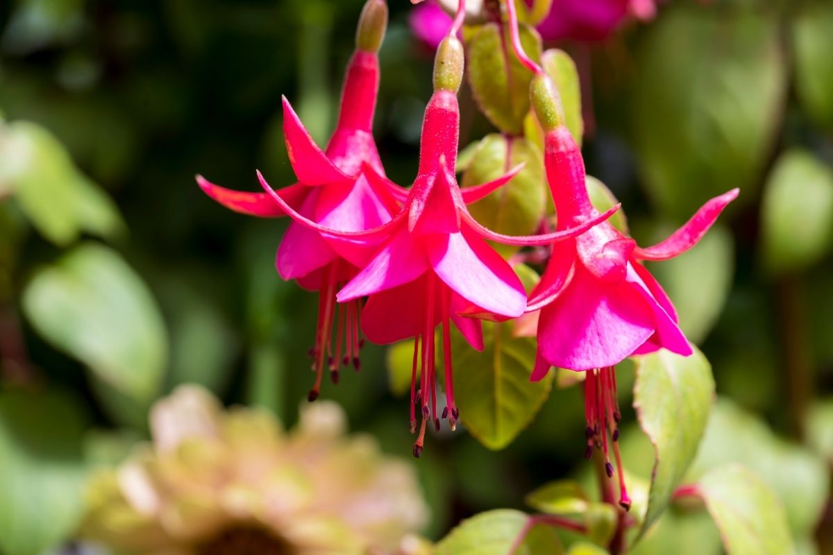 Fuchsia Flowers: Vibrant and Stunning Blooms for Your Garden