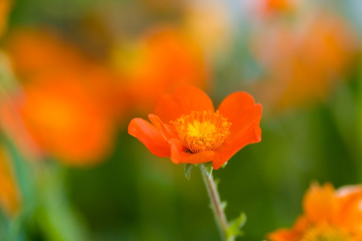 Light Orange Flowers: Varieties, Meanings And Care Tips
