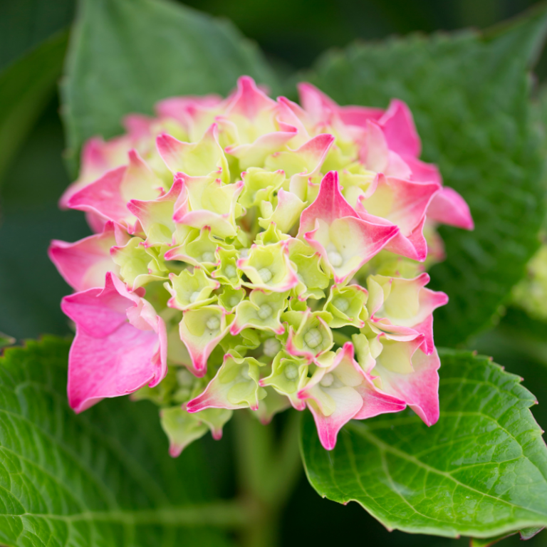 Amber Plants I A Complete Directory