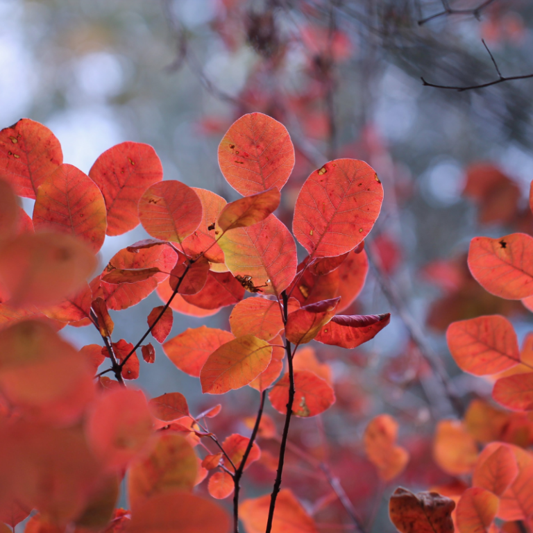 18 Beautiful Light Green Plants (With Pictures) - AI Garden Composer