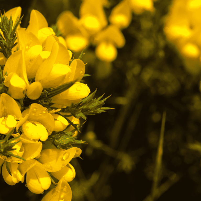 Irish Plants | Native Varieties, Characteristics & Care