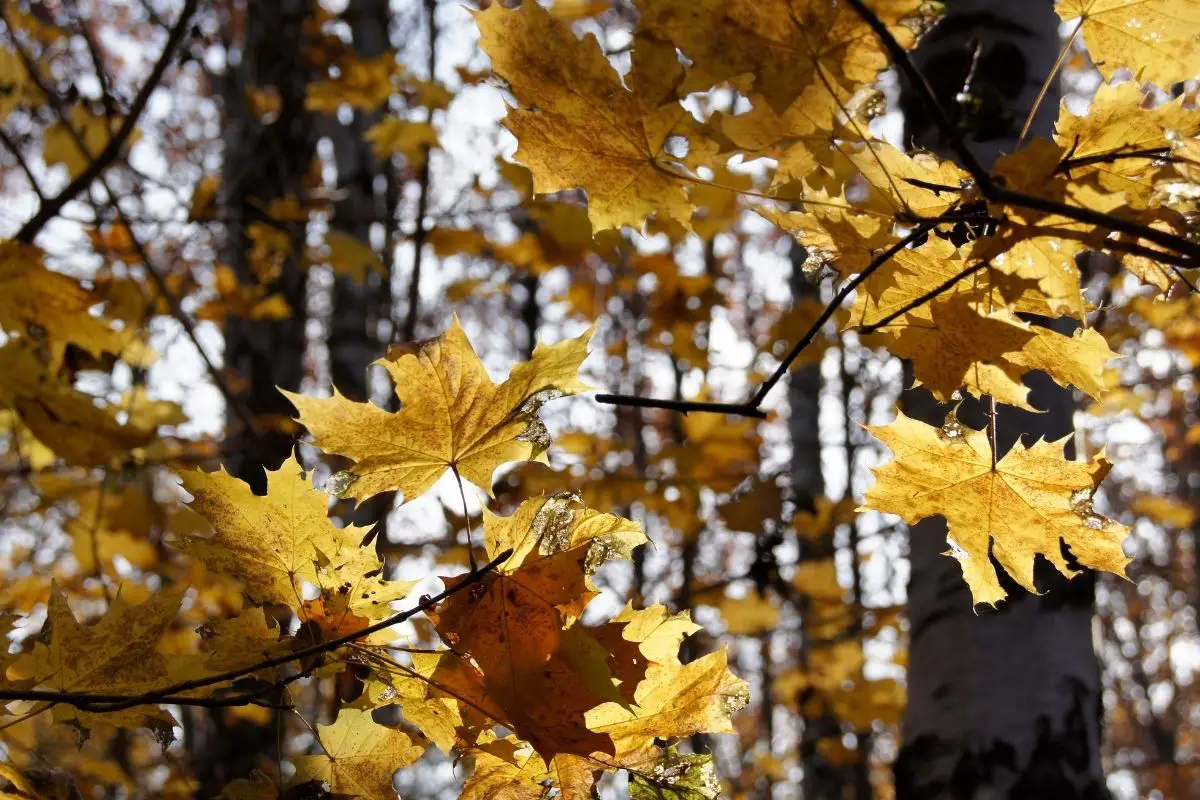Types of Gold Trees: Unique Varieties and Their Characteristics