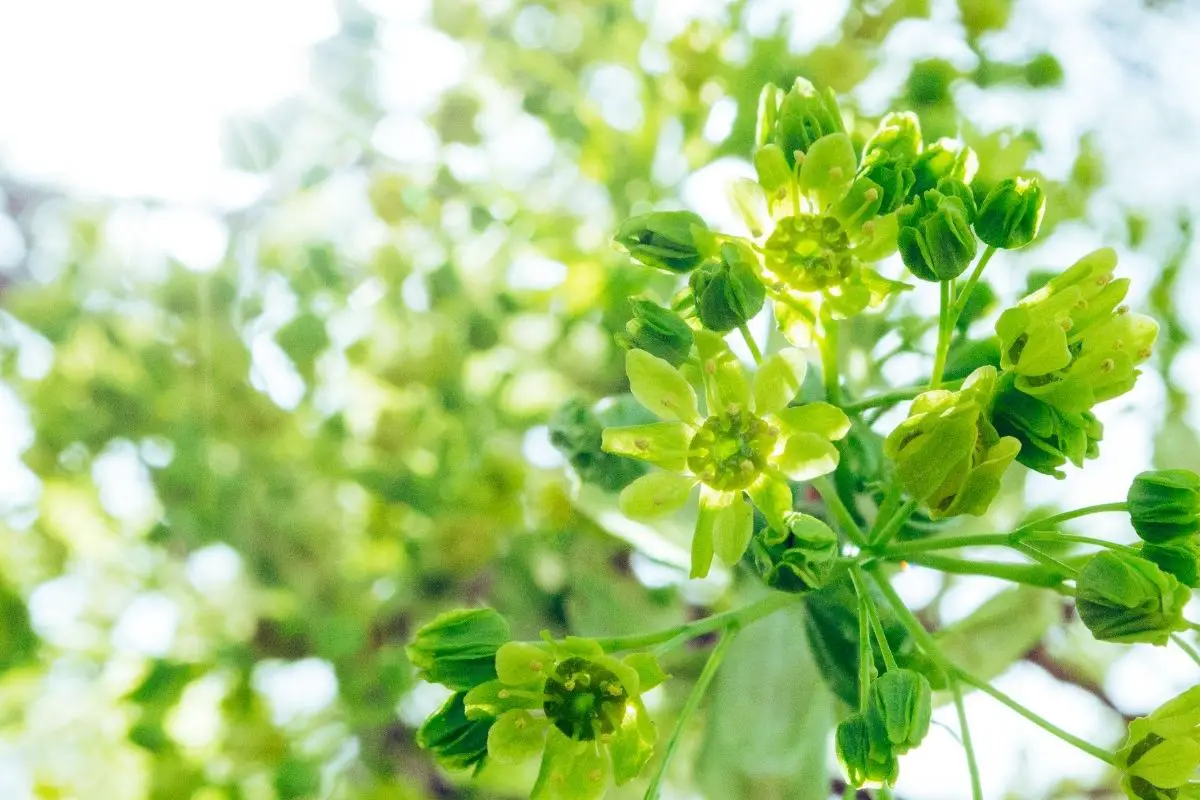 Green Flowers: Discover Nature's Verdant Beauties
