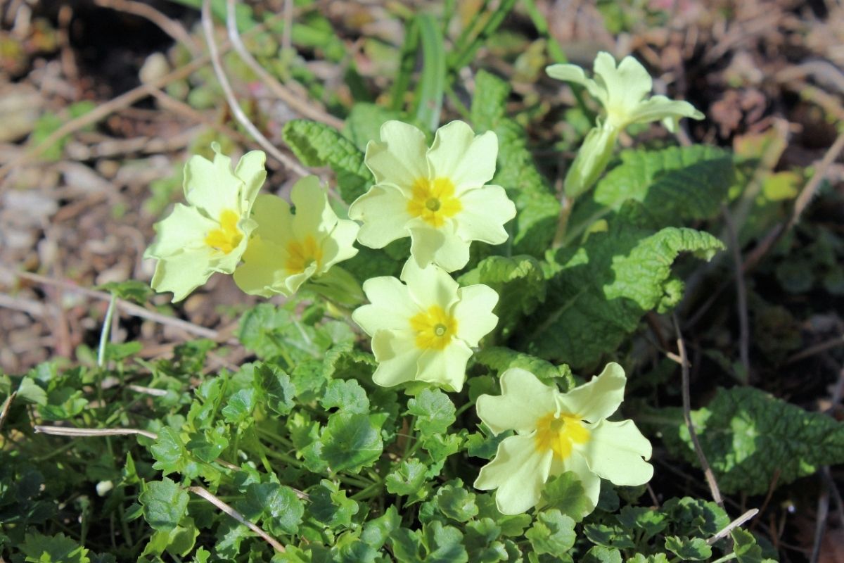 Lime Green Flowers: Vibrant Blooms for a Refreshing Garden