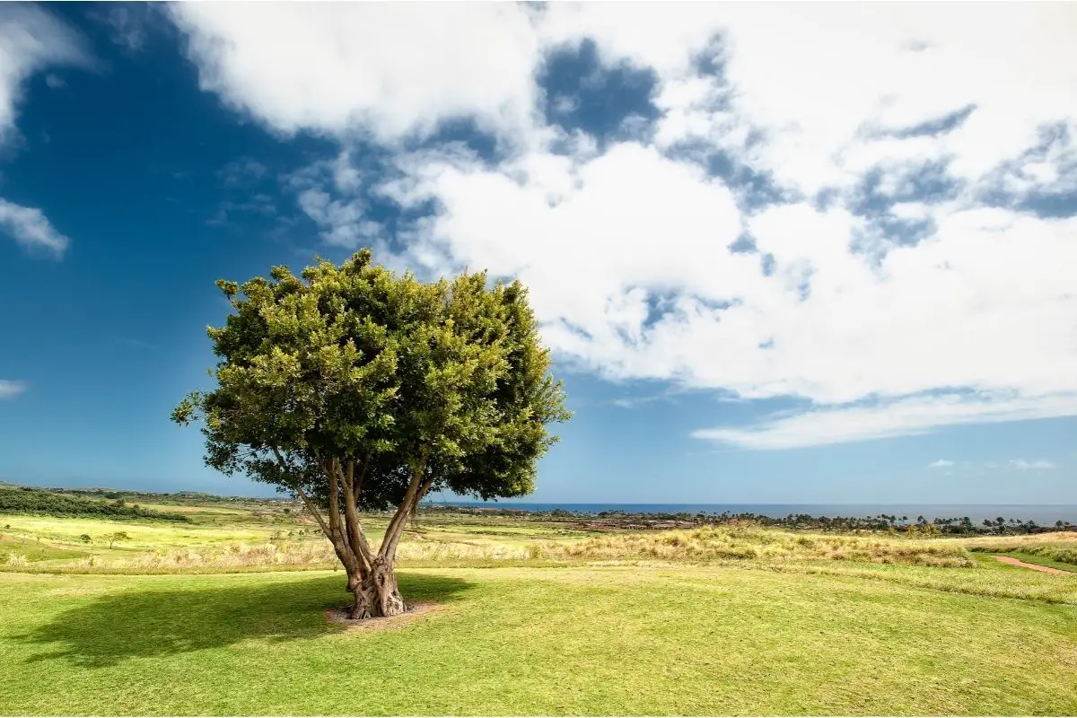 How Music Can Affect the Growth of a Plant: Insights and Tips