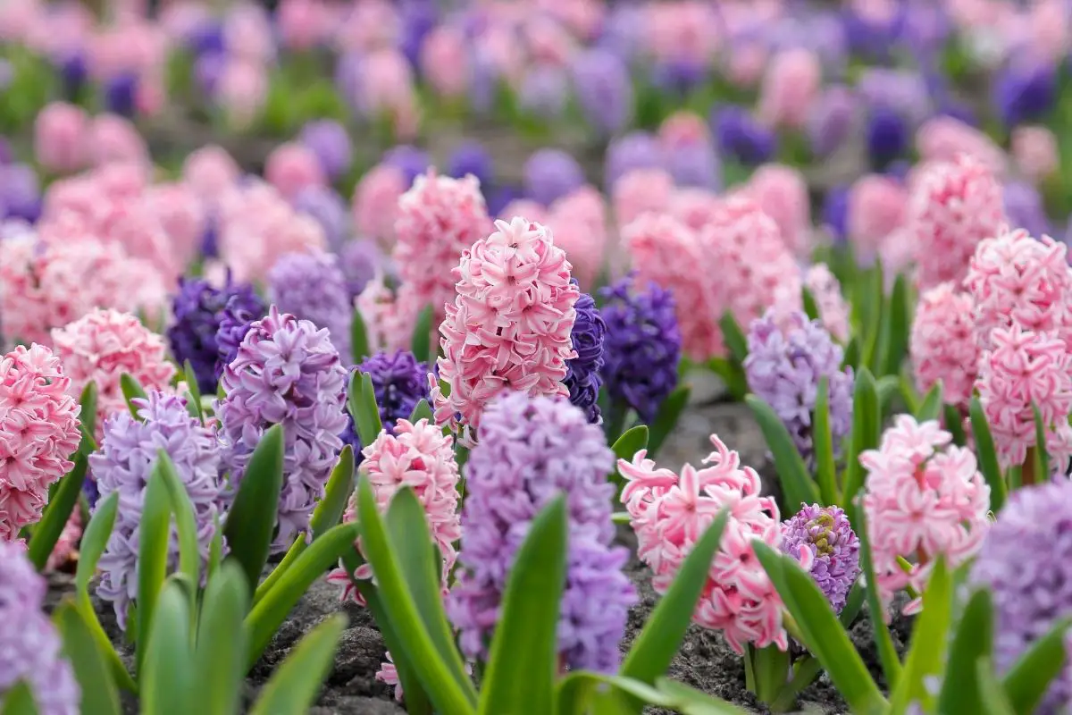 Types of Hyacinths I A Comprehensive Guide
