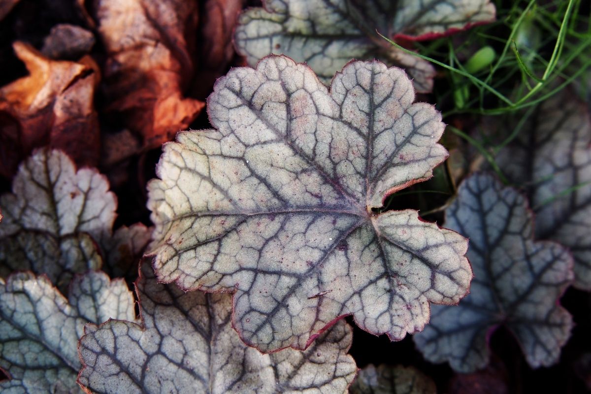 Silver Flowers: Unique Varieties to Add Elegance to Your Garden
