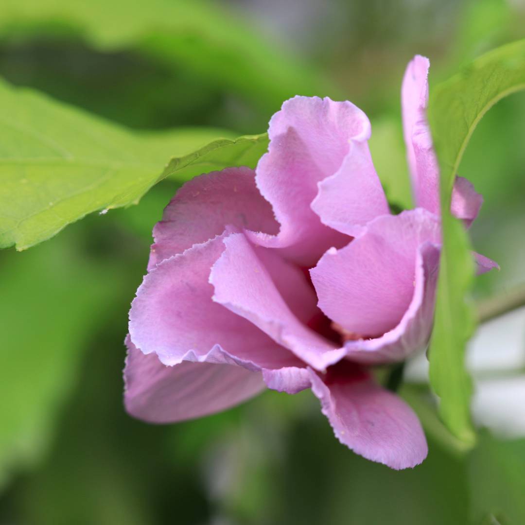 Types of Rose of Sharon Flowers | Varieties, Characteristics & Care