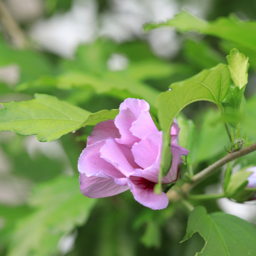 Types of Rose of Sharon Flowers | Varieties, Characteristics & Care