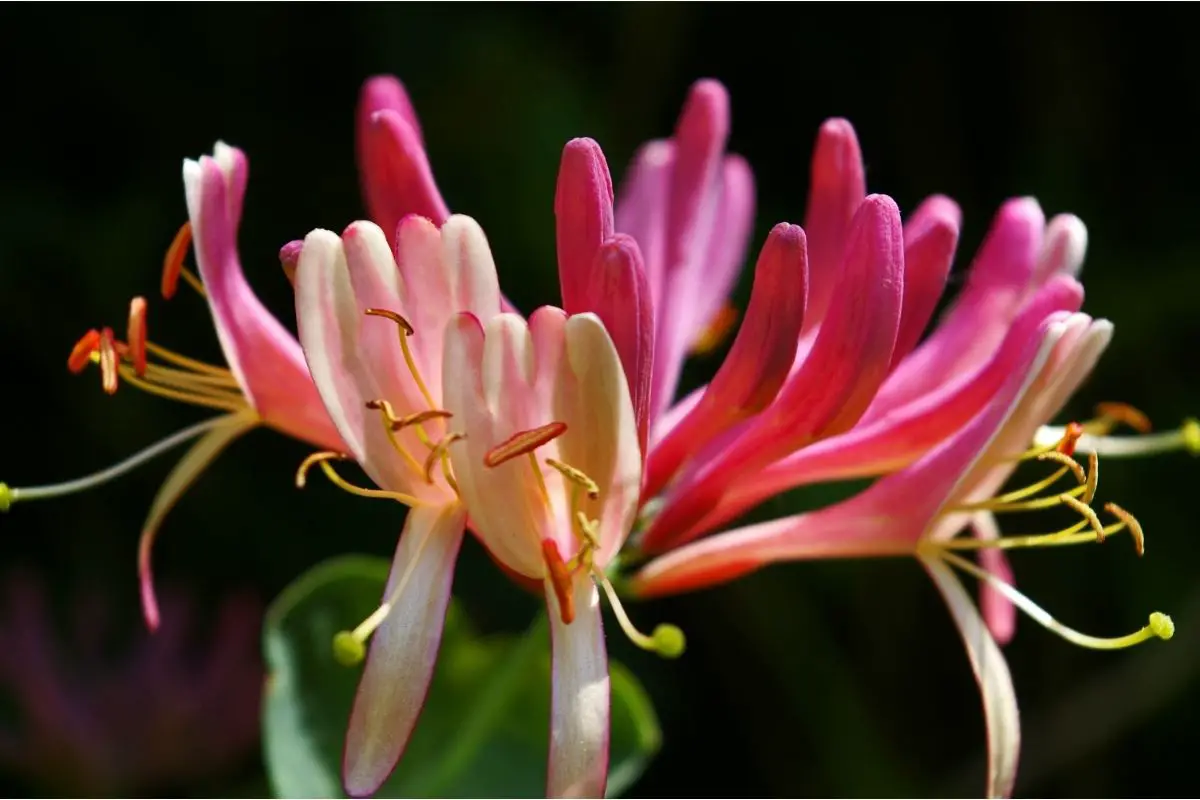 Types of Honeysuckle: Exploring Fragrant Varieties