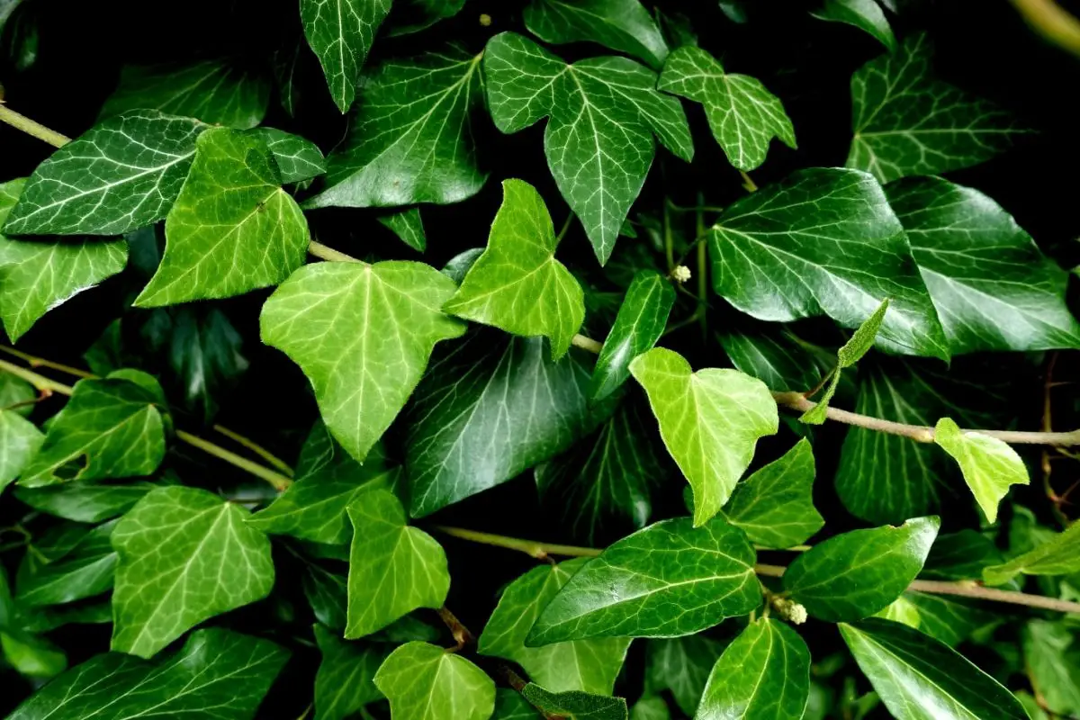 How To Propagate Ivy: Step-By-Step Guide