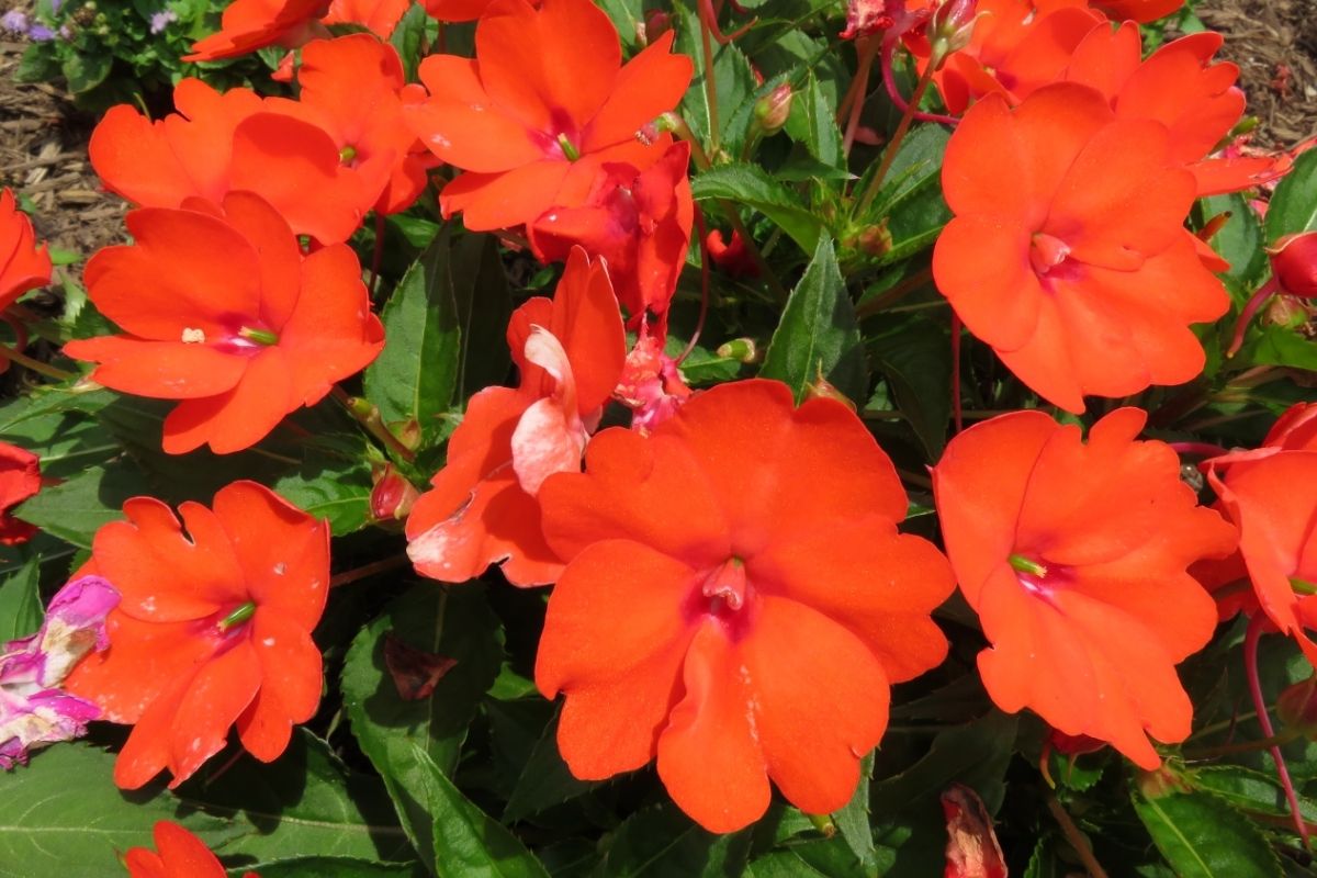 Burnt Orange Flowers: Vibrant Blooms for Your Garden