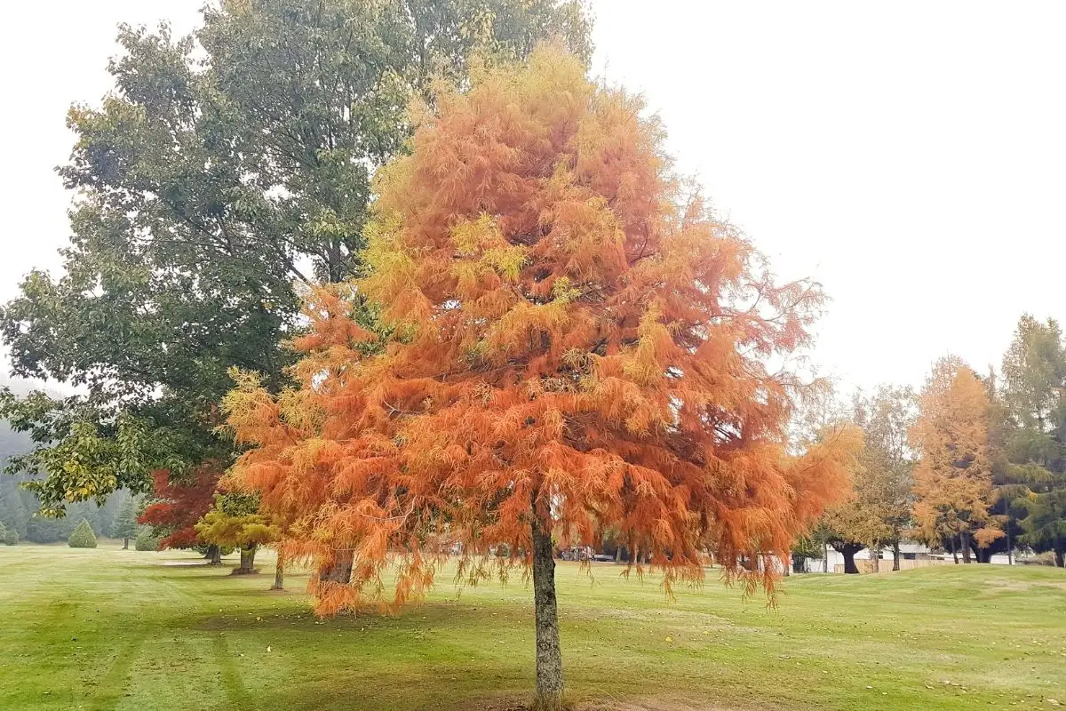 Discover the Beauty of Copper Trees: Nature's Artistry Unveiled