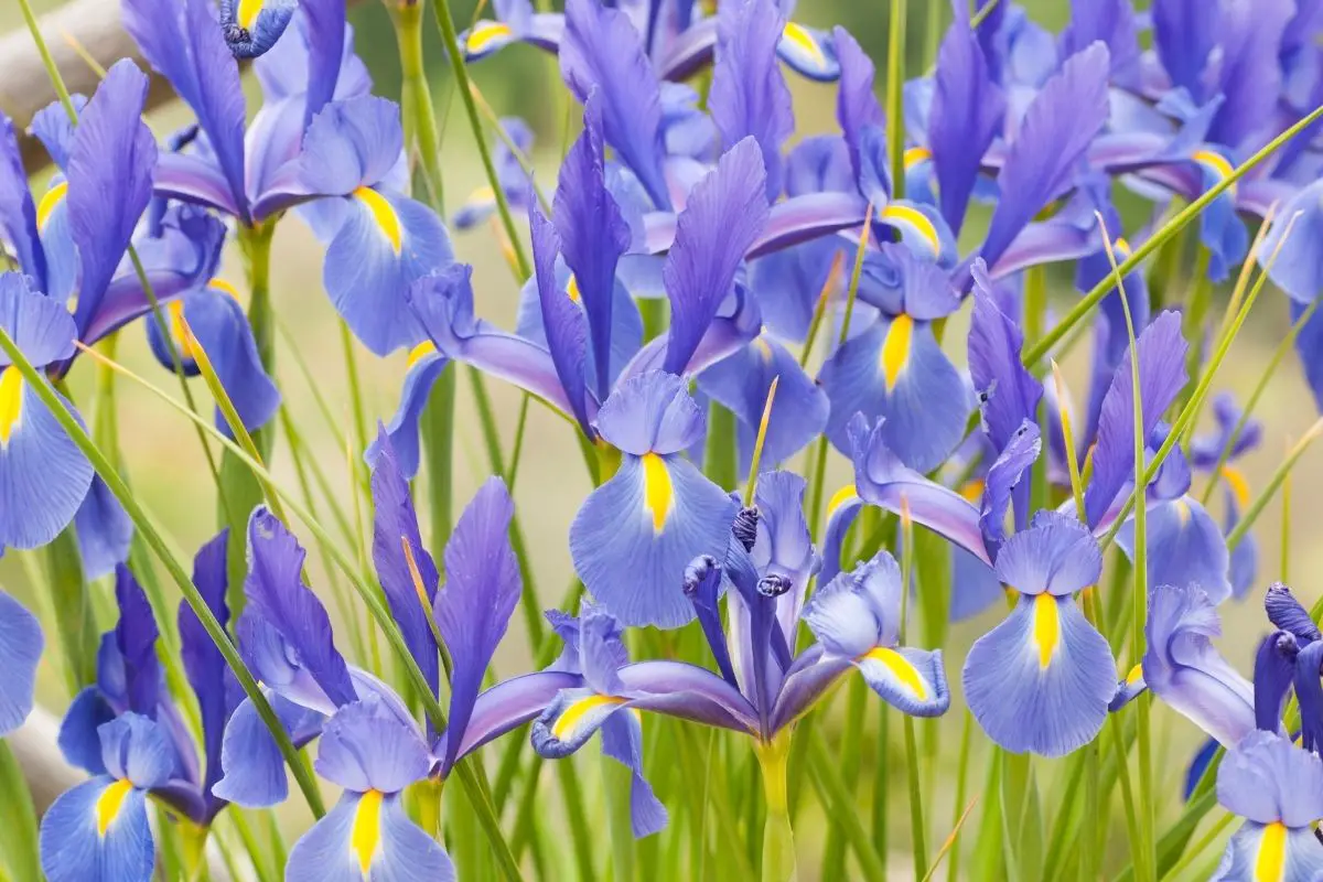 Types of Irises: Exploring Elegant Varieties