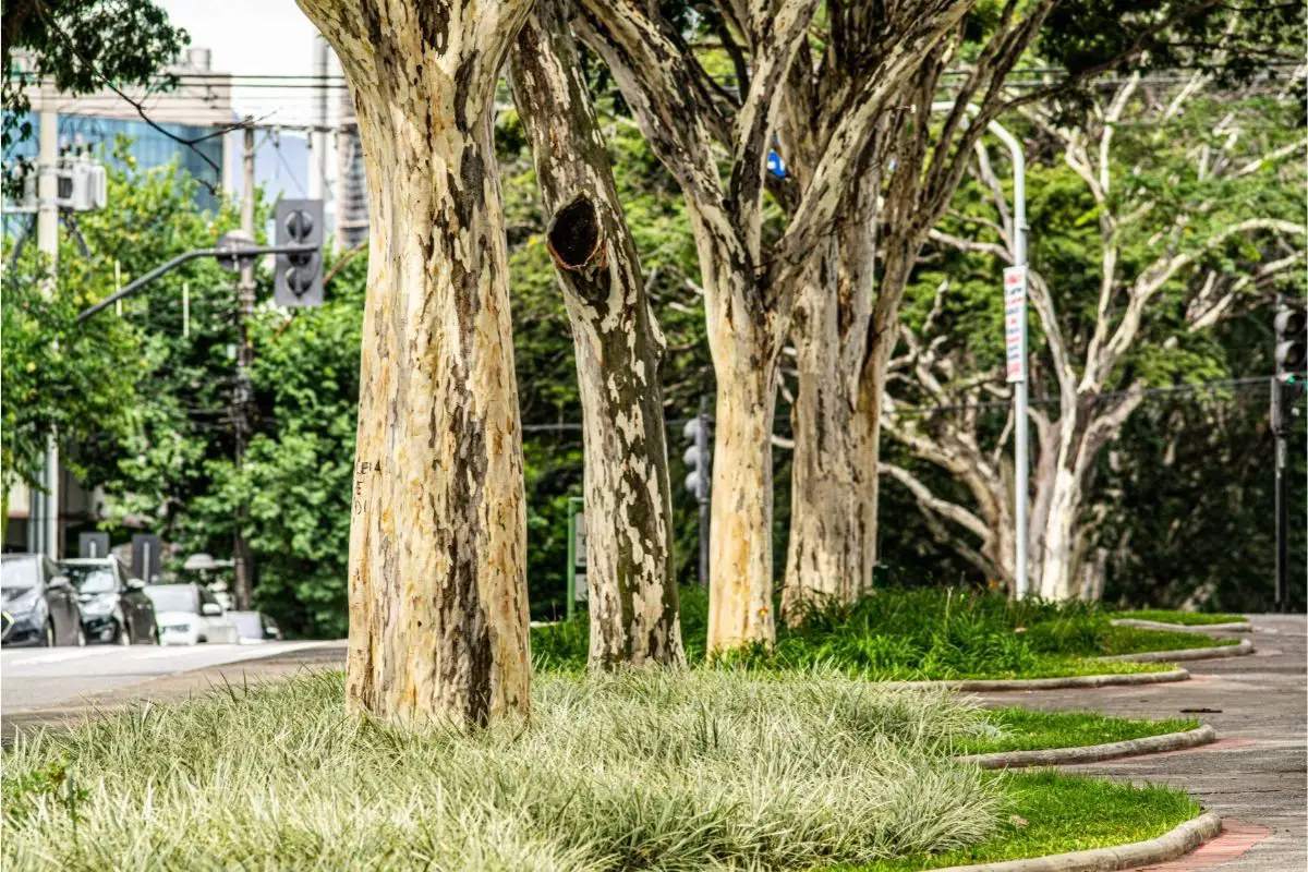 Cuban Plants | Native Varieties, Characteristics & Care Tips