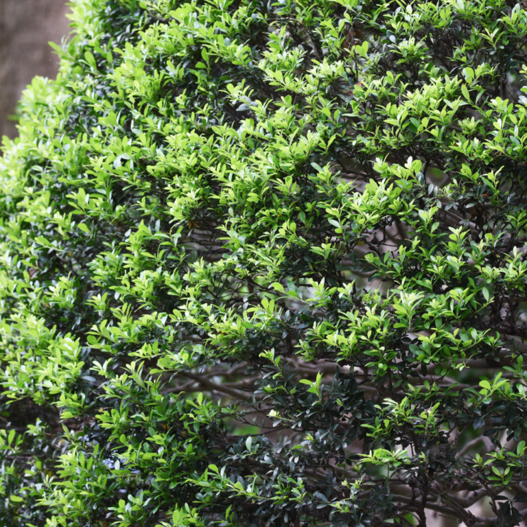 Types of Holly | Varieties, Characteristics & Growing Tips