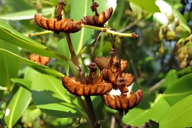 Trees That Start with J | Unique Varieties & Characteristics