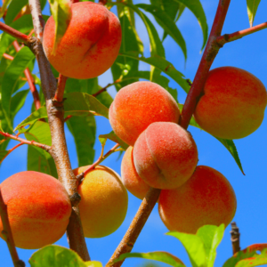 Peach Trees | Growing Tips, Varieties, and Care Guide