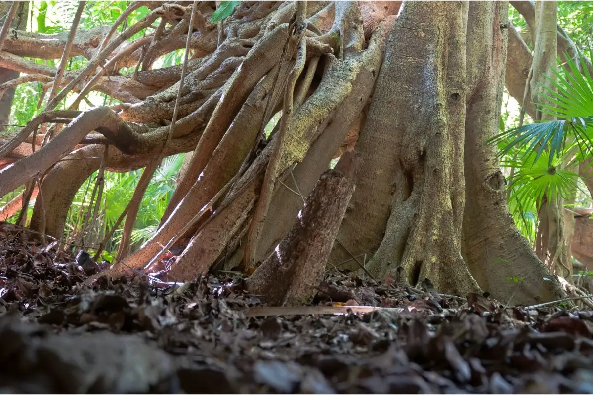 Types Of Mexican Trees: Exploring Native Varieties