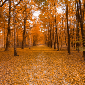 Trees That Start with L | Varieties, Characteristics & Care