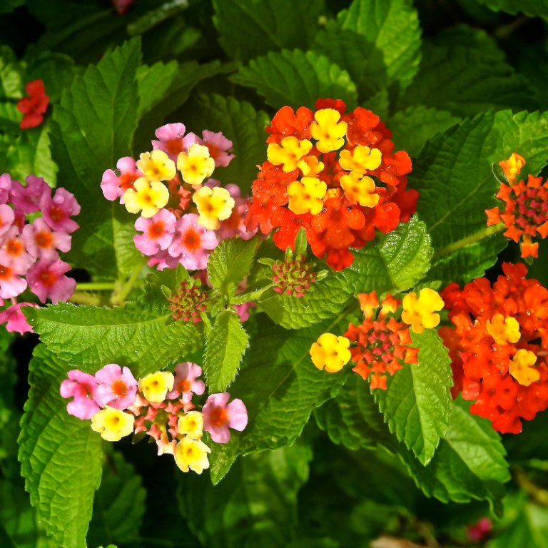 Amber Plants I A Complete Directory