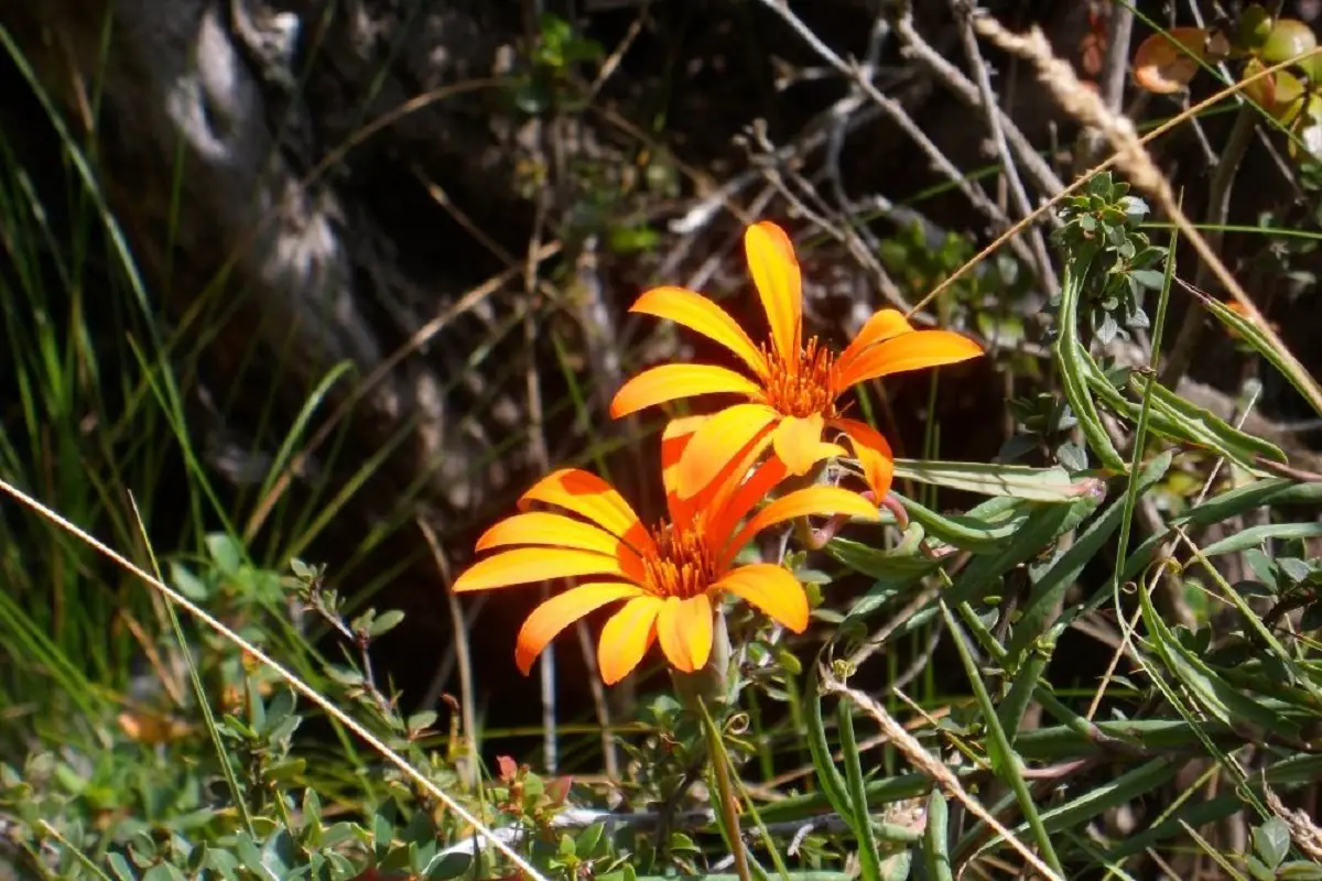 Light Orange Flowers: Varieties, Meanings And Care Tips