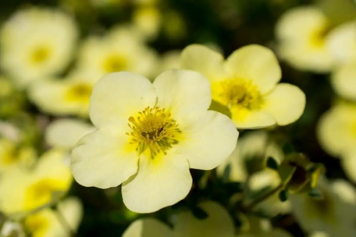 Light Yellow Flowers: Varieties, Care Tips And Symbolism