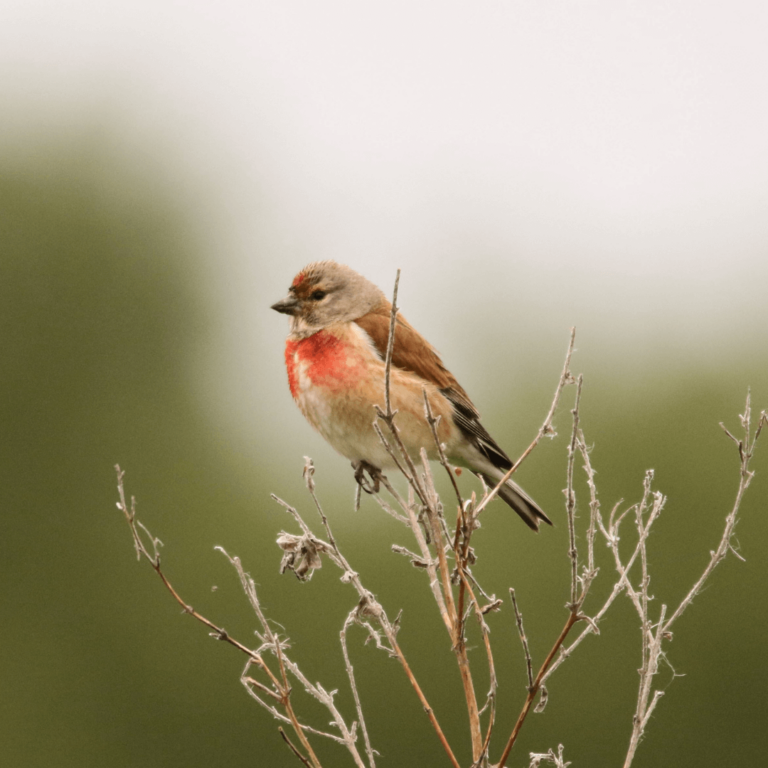 Trees That Start with L | Varieties, Characteristics & Care