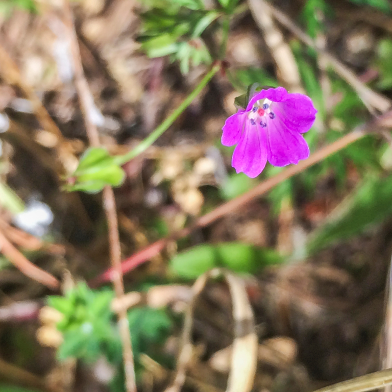 Types of Holly | Varieties, Characteristics & Growing Tips