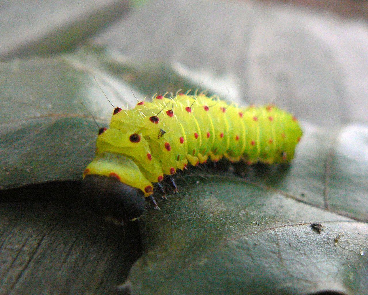 Green Caterpillars: Discover Types, Identification, and Control