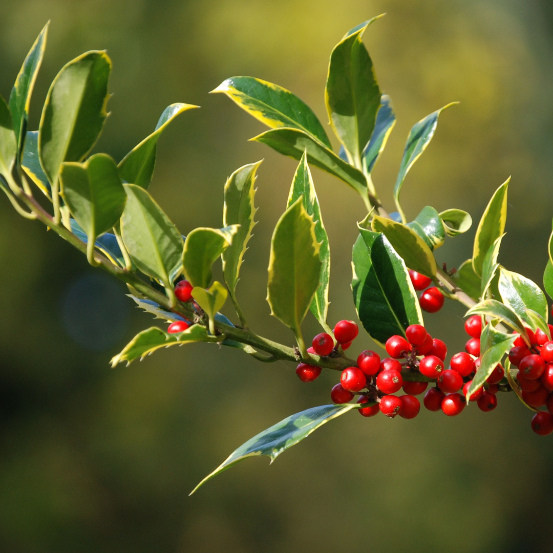 Types of Holly | Varieties, Characteristics & Growing Tips