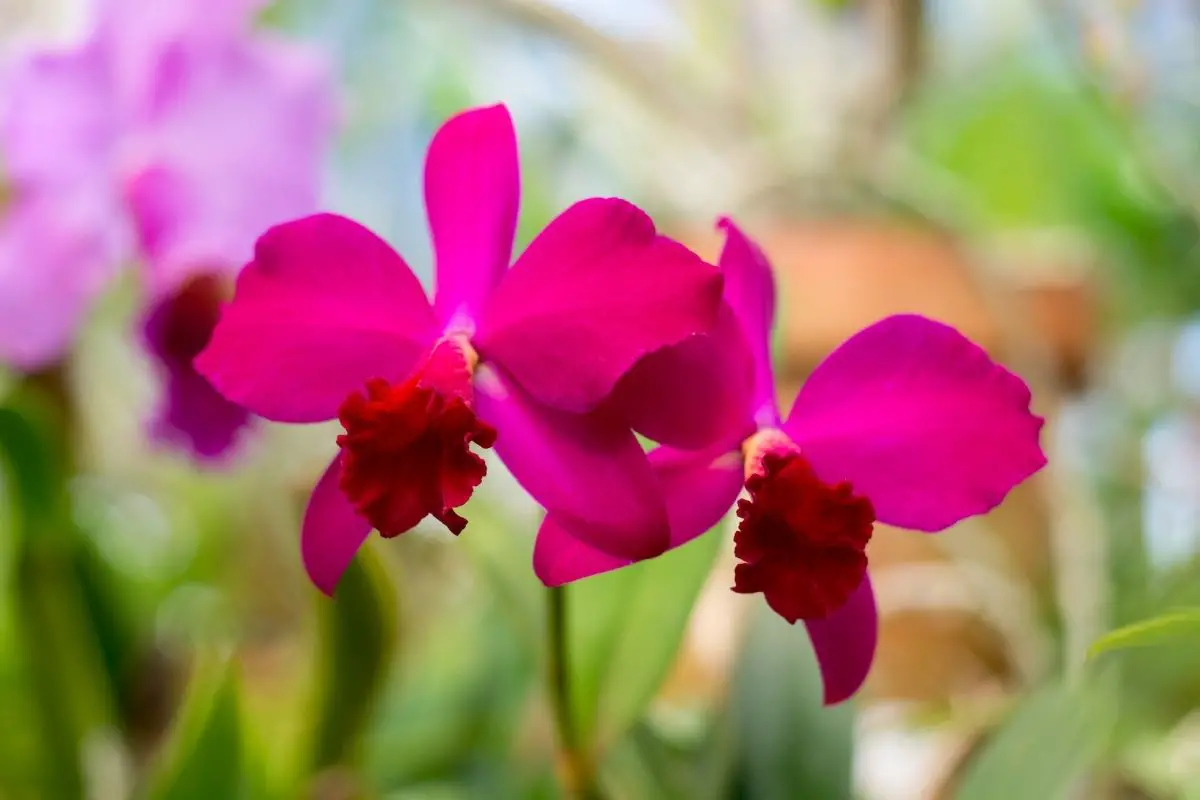 Magenta Flowers - Beautiful Blooms for Your Garden